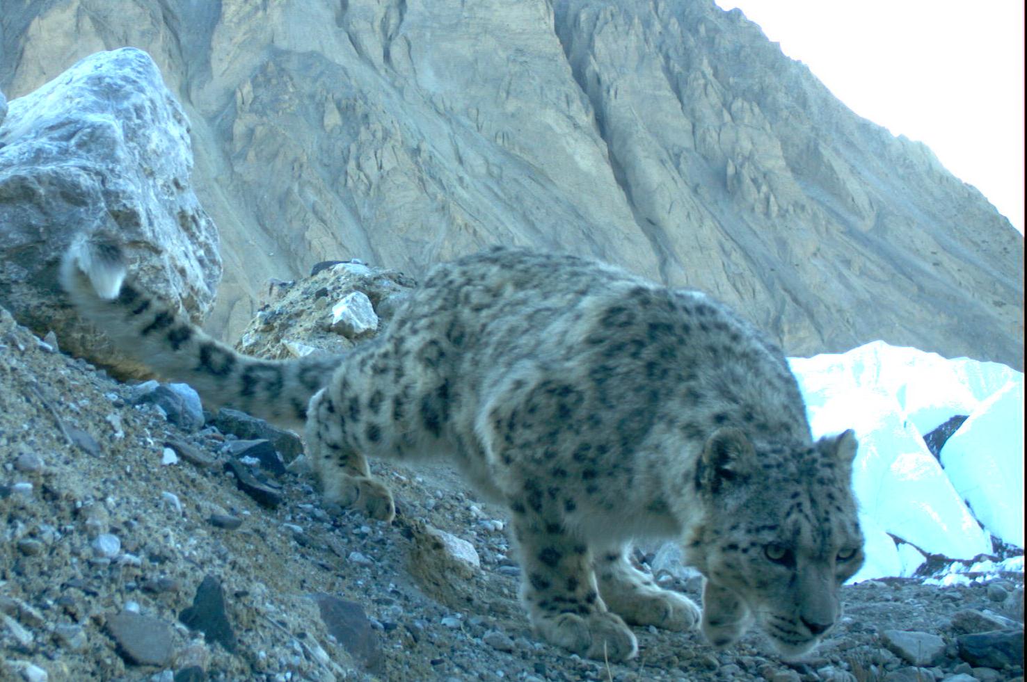 For Communities in Pakistan, Snow Leopard Brings Prosperity | Global ...