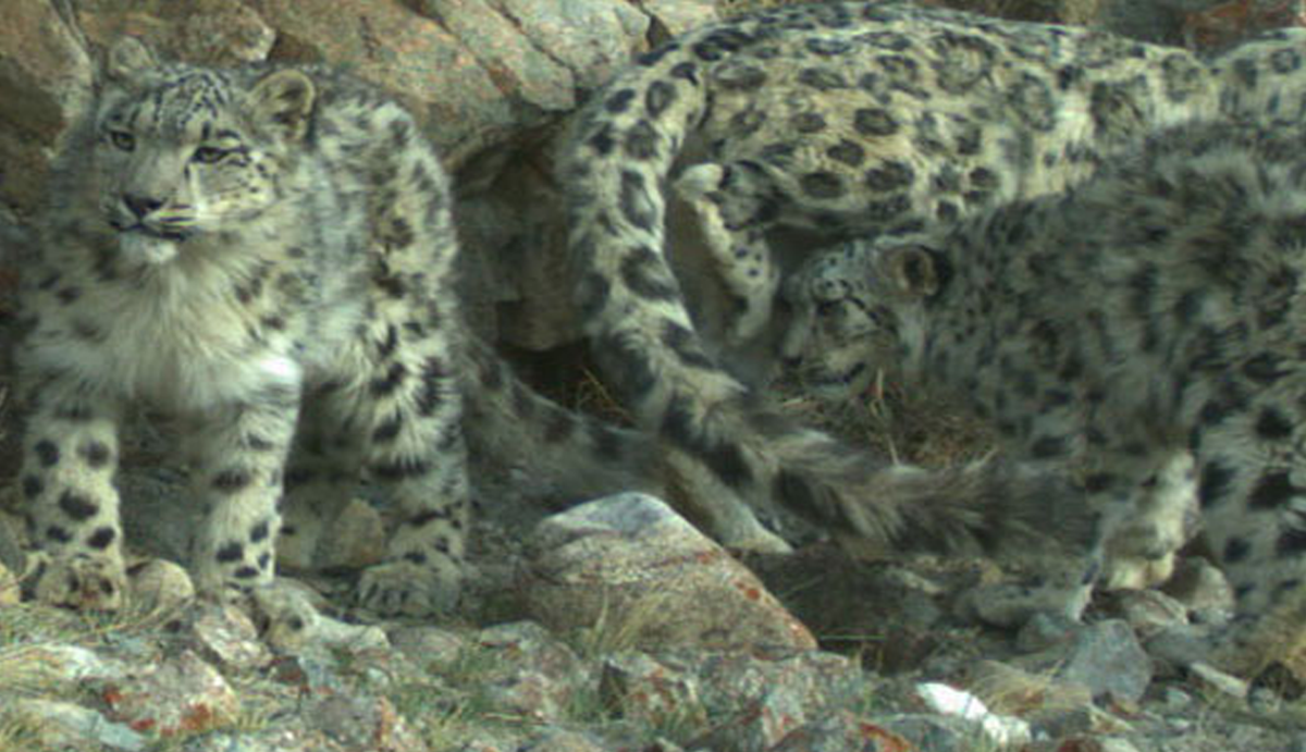 GSLEP news | Global Snow Leopard & Ecosystem Protection Program