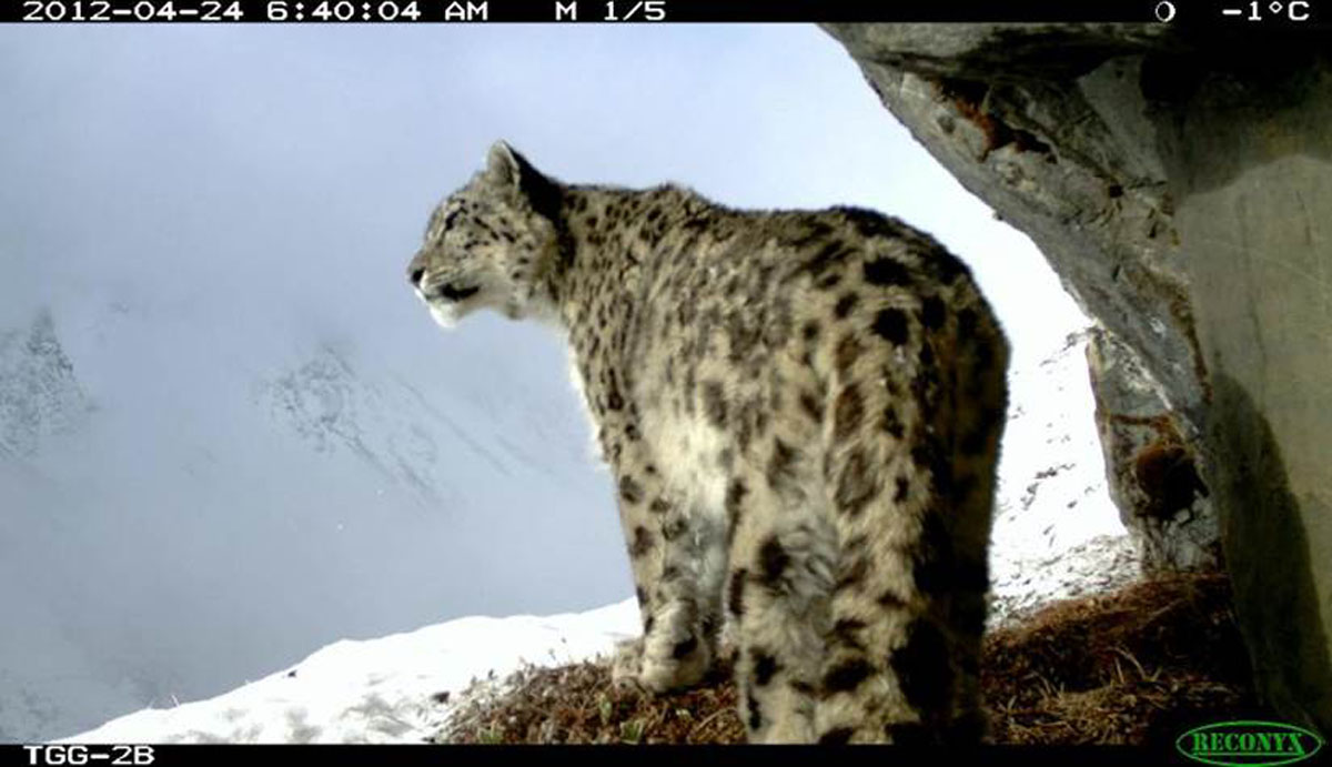 GSLEP news | Global Snow Leopard & Ecosystem Protection Program