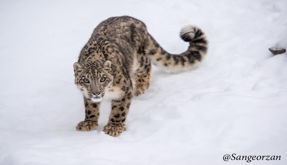 GSLEP news | Global Snow Leopard & Ecosystem Protection Program