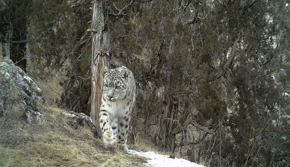 GSLEP news | Global Snow Leopard & Ecosystem Protection Program
