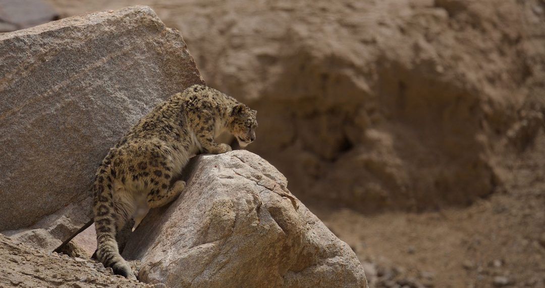 The Snow Leopard | Global Snow Leopard & Ecosystem Protection Program