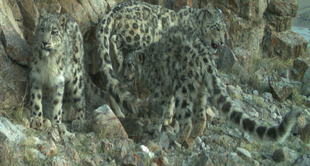 Population Assessment of World’s Snow Leopards To Be Launched | Global ...