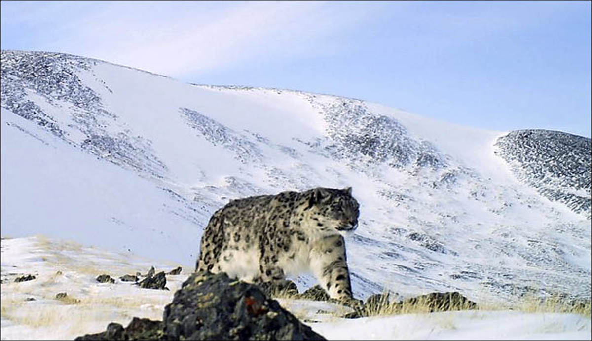 GSLEP news | Global Snow Leopard & Ecosystem Protection Program