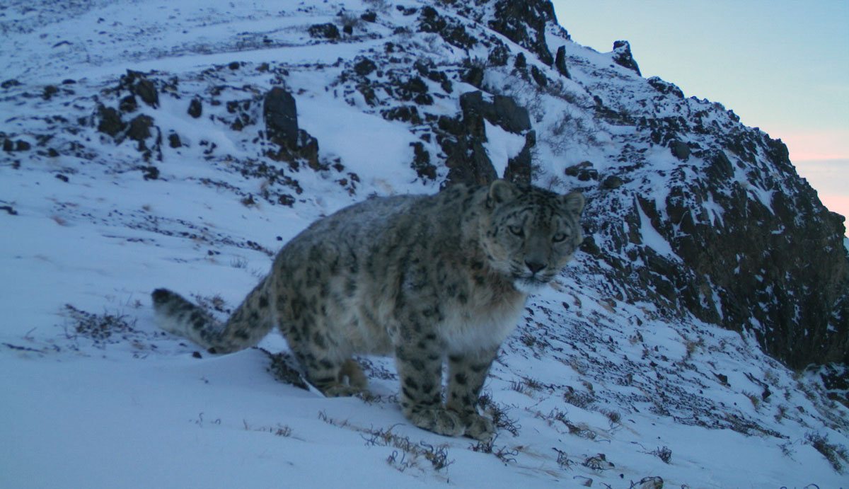 GSLEP news | Global Snow Leopard & Ecosystem Protection Program