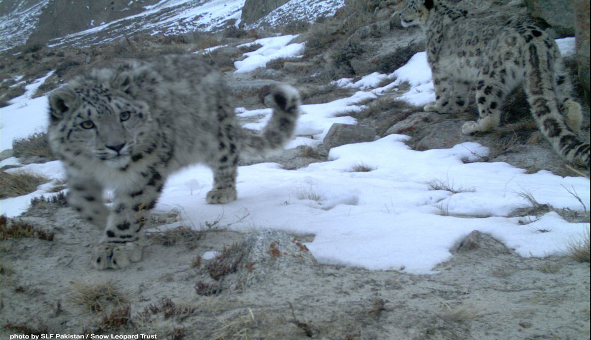 GSLEP news | Global Snow Leopard & Ecosystem Protection Program