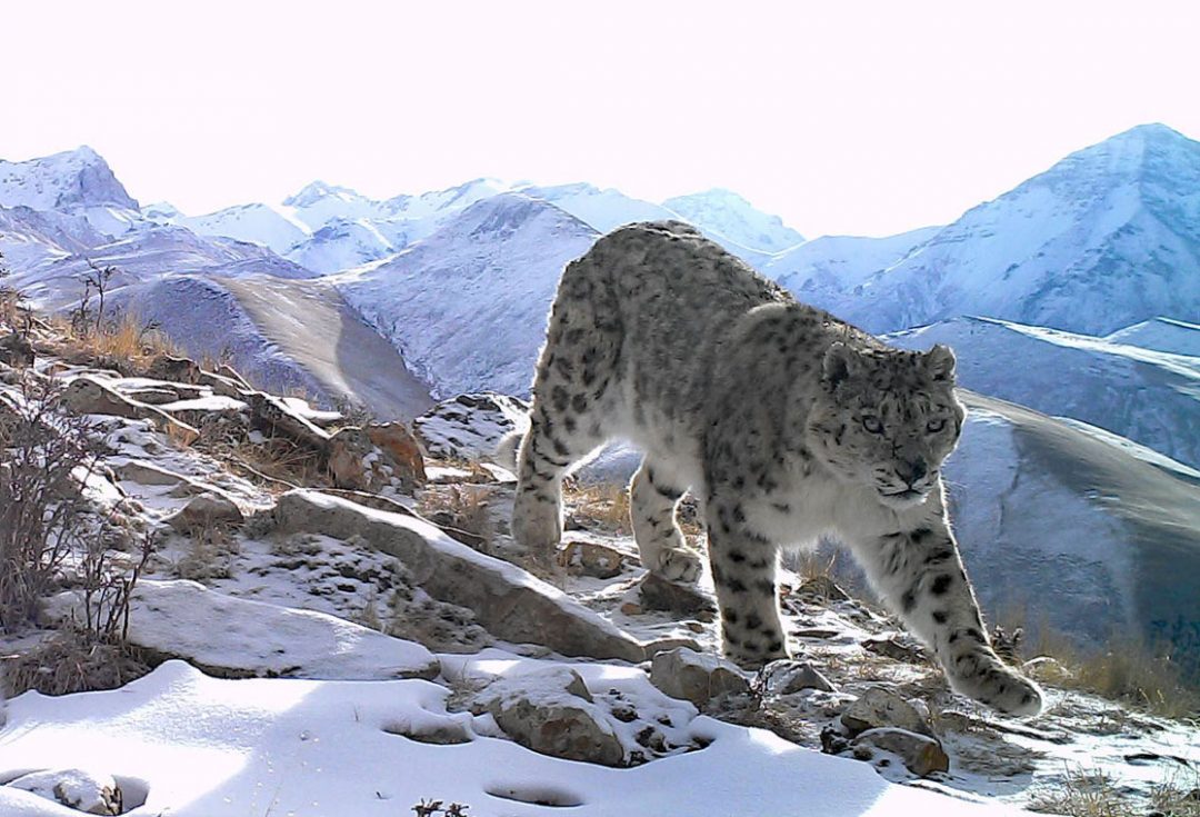 GSLEP Initiatives | Global Snow Leopard & Ecosystem Protection Program