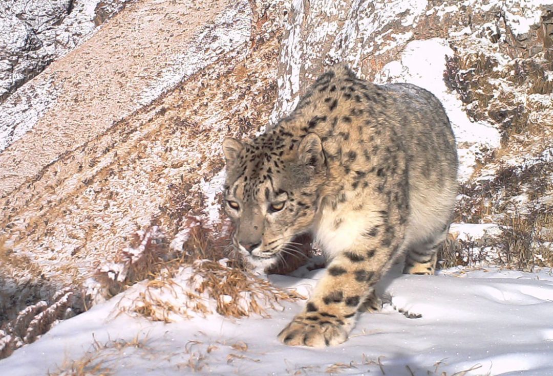 The Snow Leopard | Global Snow Leopard & Ecosystem Protection Program