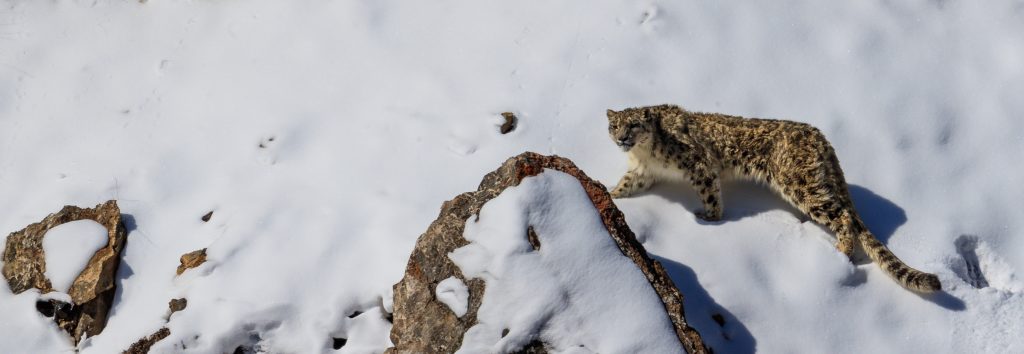 The Snow Leopard | Global Snow Leopard & Ecosystem Protection Program