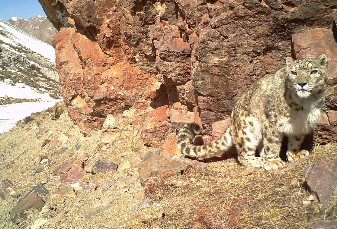 The Snow Leopard | Global Snow Leopard & Ecosystem Protection Program