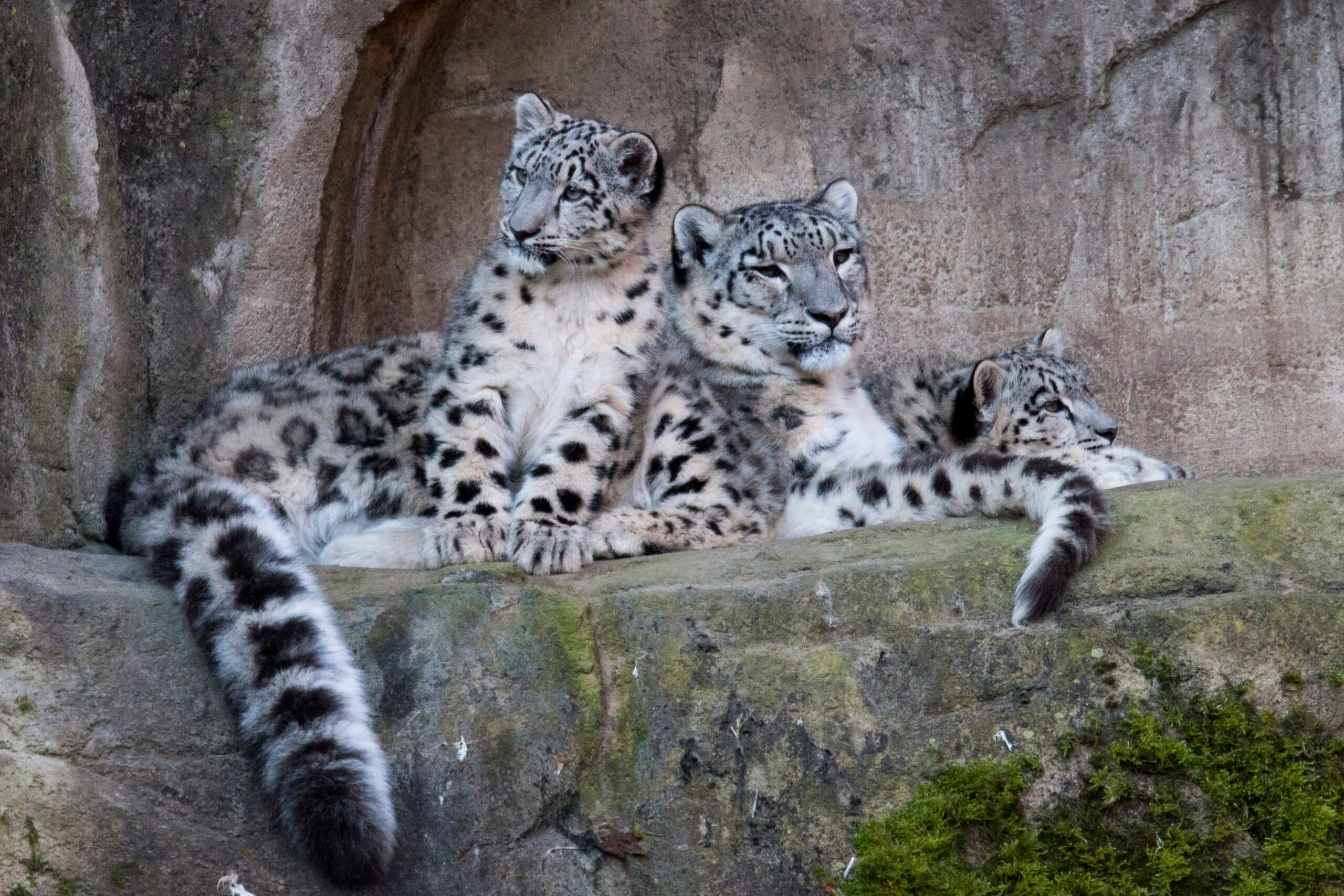 Snow Leopard Range Countries | Global Snow Leopard & Ecosystem ...